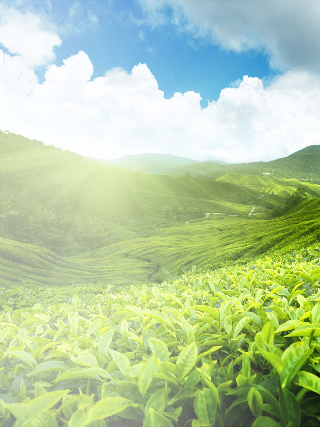 Home [www.teeshop.de]